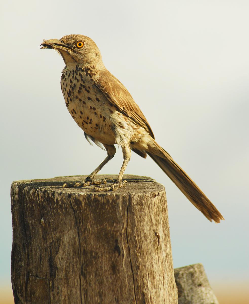 Birdwatching | TOSEA